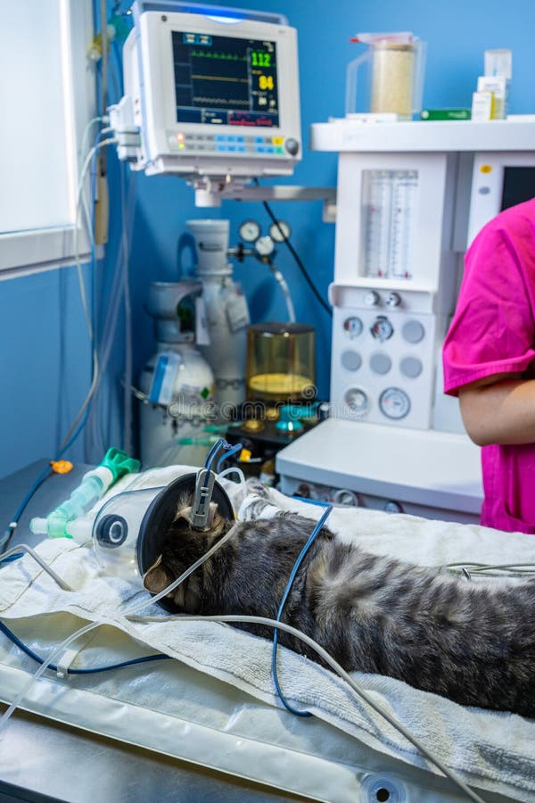Ecg Electrode Placing by a Veterinarian on a Sedated Cat Stock Image ...