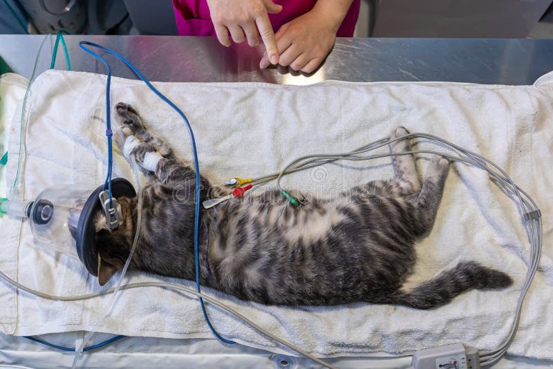 Ecg Electrode Placing by a Veterinarian on a Sedated Cat Stock Photo ...