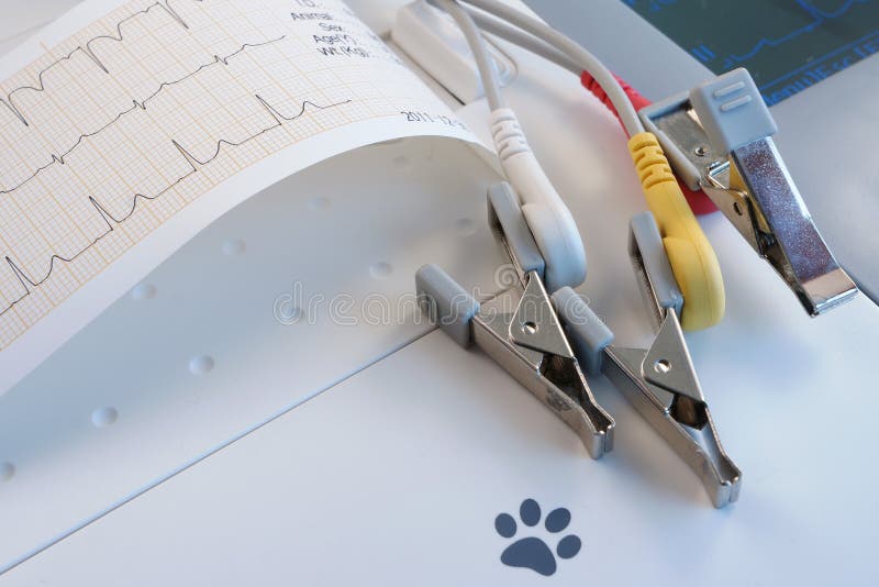 ECG Veterinario Con Il Record E Gli Elettrodi Del Documento Immagine ...