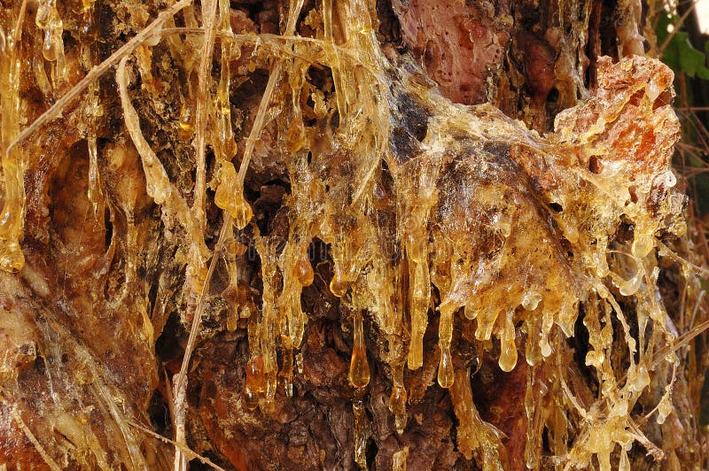 Echada del pino imagen de archivo. Imagen de extracto - 25483033