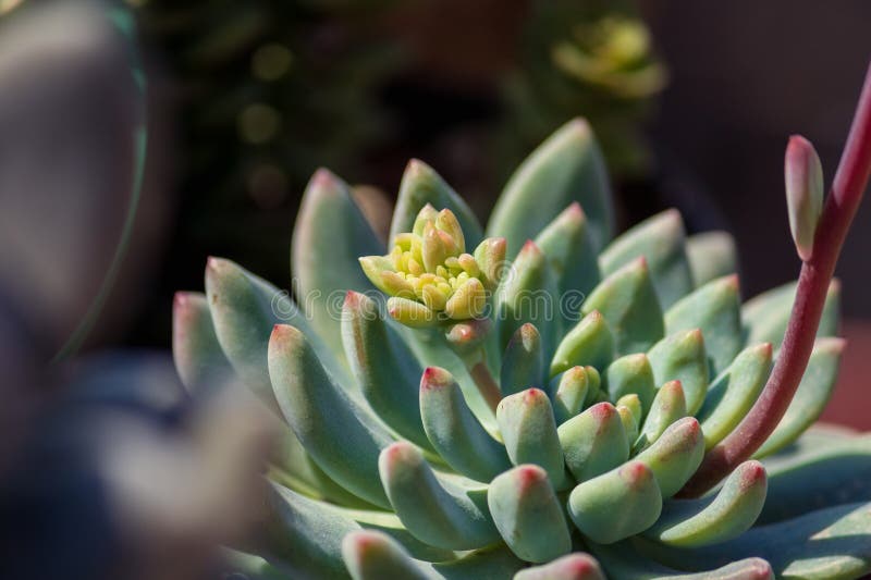Echeveria Blue Elf Flowering Stock Photo - Image of small, green: 271824156