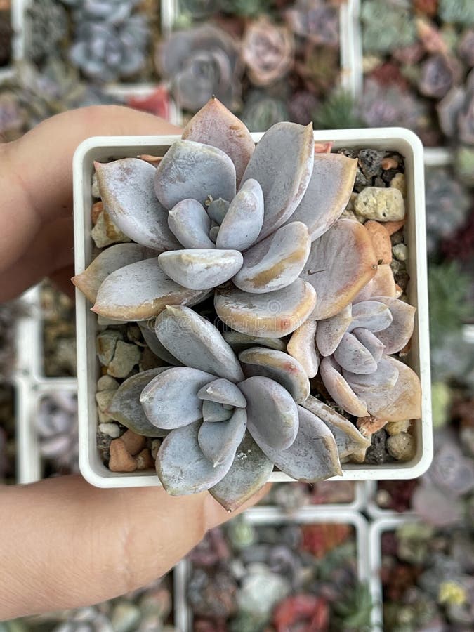 Echeveria Pastel Leon Succulent Plant on Gardering Background Stock ...