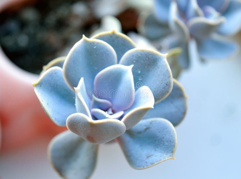 Echeveria Perle Von Nurnberg Foto de Stock - Imagem de usina, polo ...