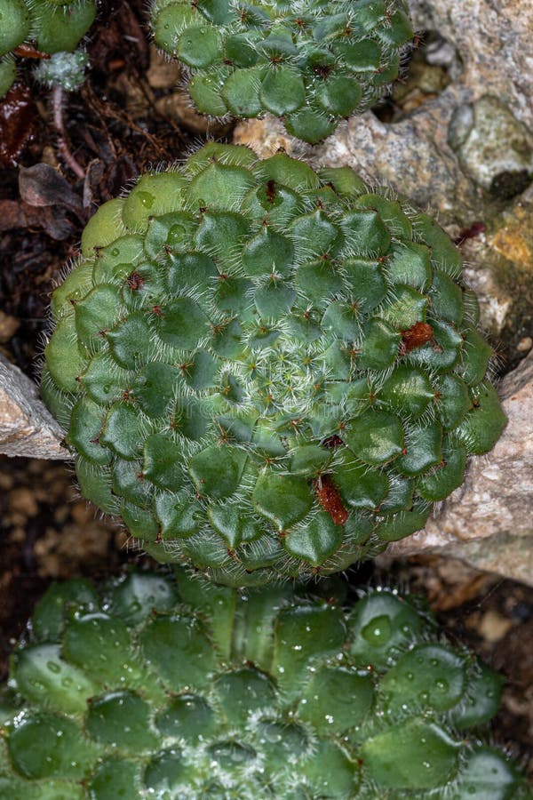 Echeveria plant stock image. Image of spring, fresh - 256742009