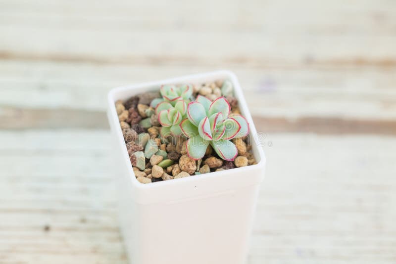 Pulidonis Succulent Plants Stock Photos - Free & Royalty-Free Stock ...