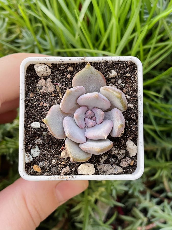 Echeveria Ruby Pastel Succulent Plant on Gardering Background Stock ...