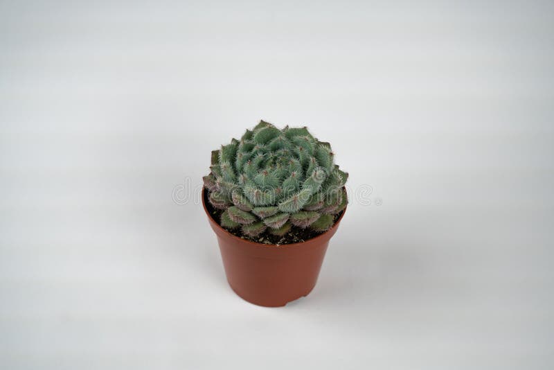 Echeveria Setosa in Pot with White Background Top View Stock Photo ...
