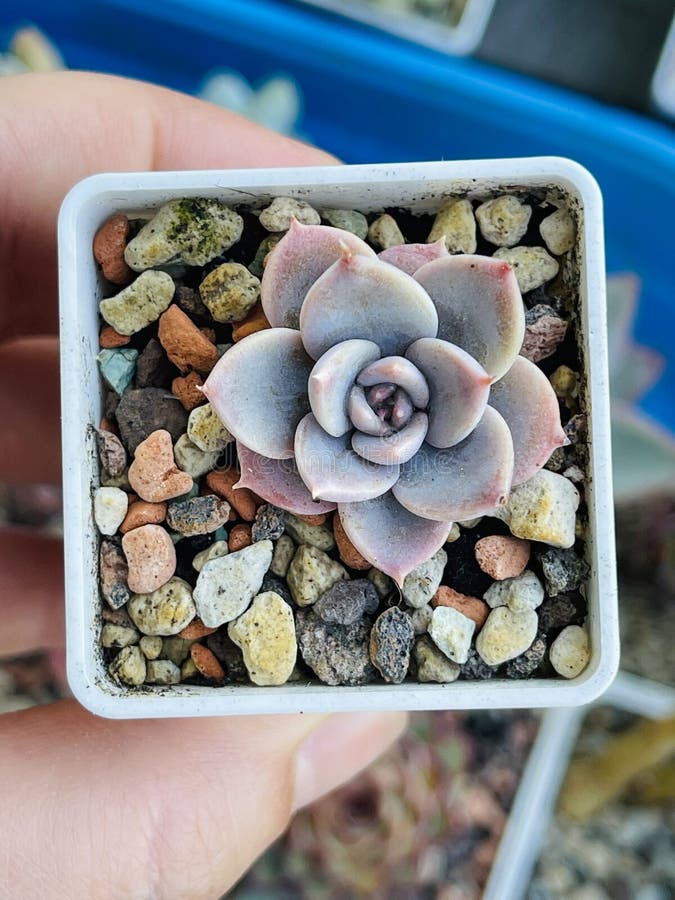 Echeveria Silver Queen Variegata Stock Photos - Free & Royalty-Free ...