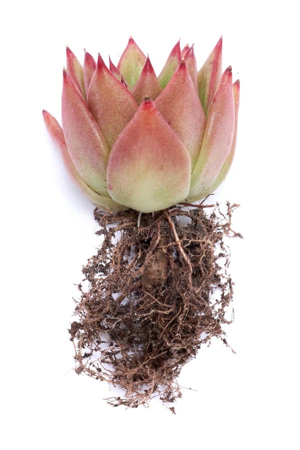 Echeveria Succulent Plant with Roots Isolated on White Background Stock ...