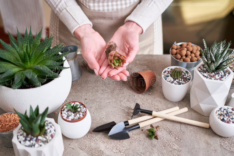 Echeveria Succulent Plant with Roots Ready for Transplanting Stock ...