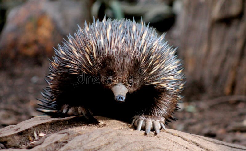 Echidna stock image. Image of native, porcupine, animal - 45502813