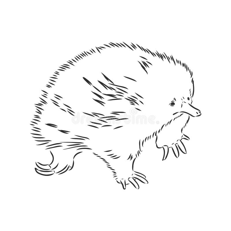 Echidna Illustration, Drawing, Engraving, Ink, Line Art, Vector Stock ...