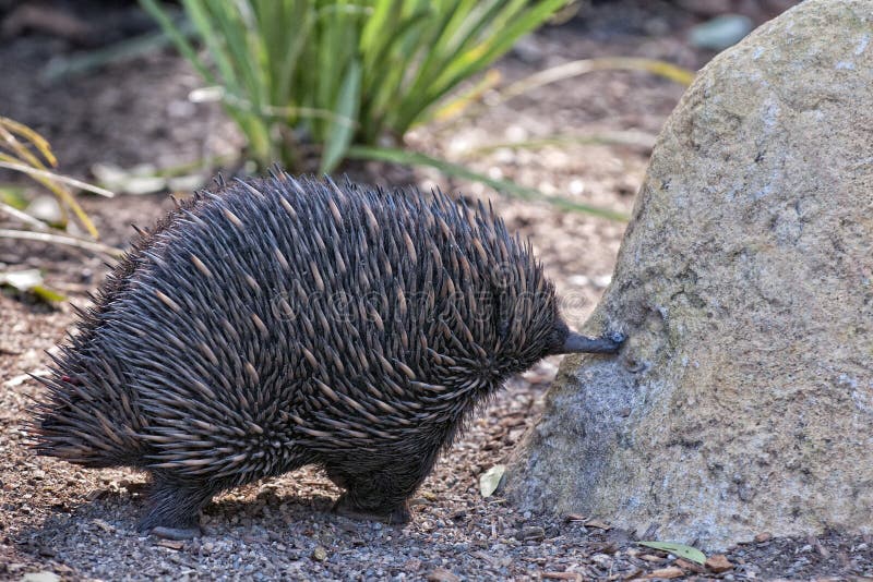Echidna - Native Australian Animal Stock Photo - Image of sandy ...