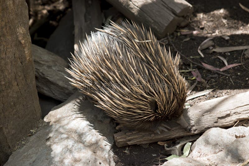 The Echidna is Digging Up Ants Stock Photo - Image of wildlife ...