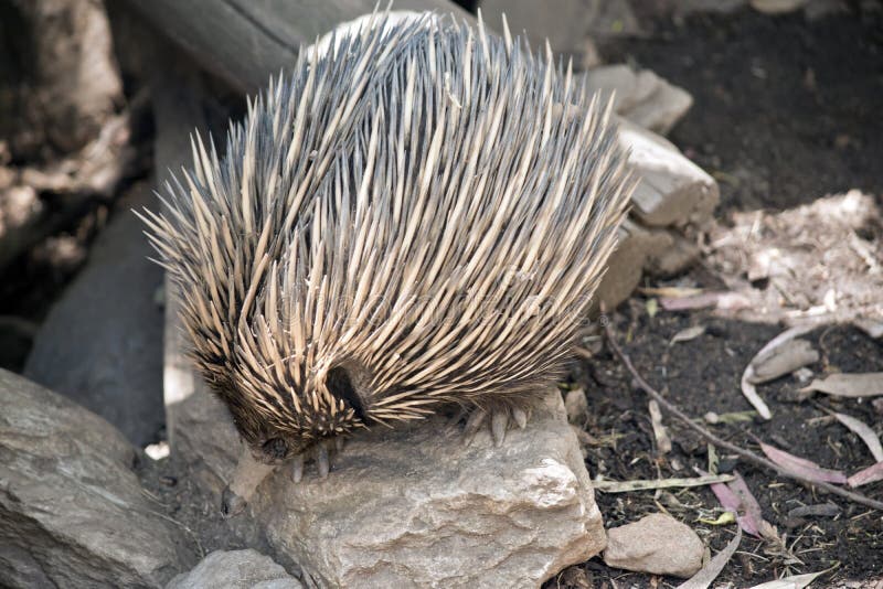 The Echidna is Digging Up Ants Stock Photo - Image of monotreme, sharp ...