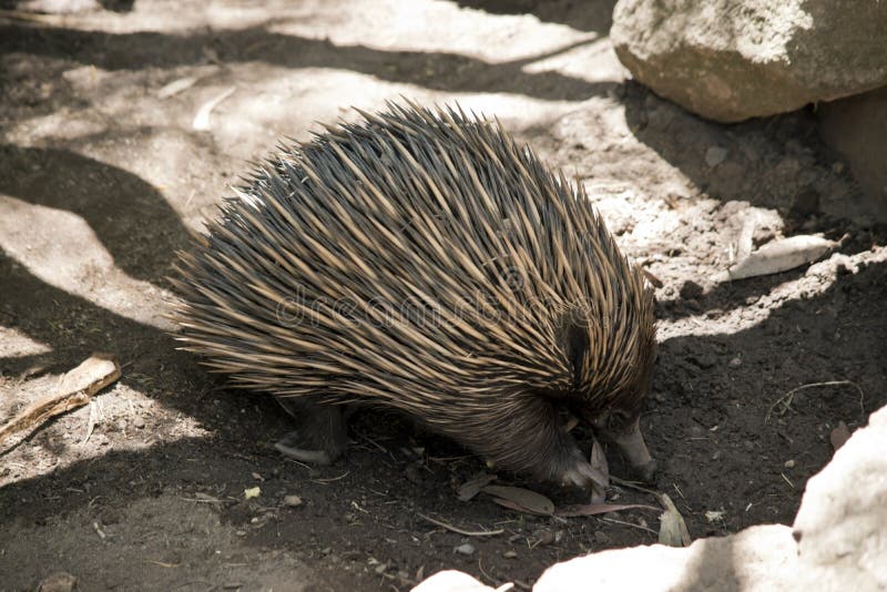 The Echidna is Digging Up Ants Stock Image - Image of marsupial ...