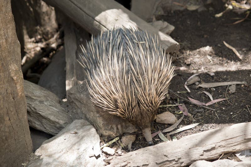 The Echidna is Digging Up Ants Stock Image - Image of brown, anteaters ...