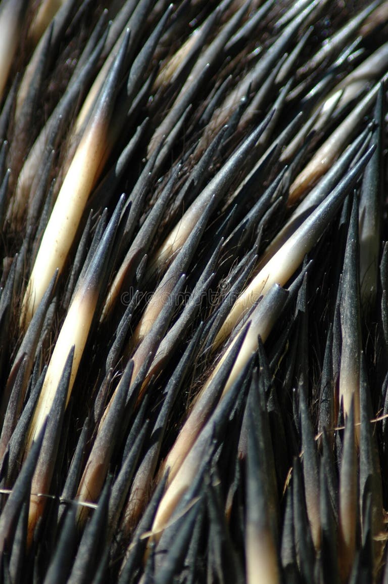 Echidna Quills stock image. Image of snout, burrow, australia - 282189