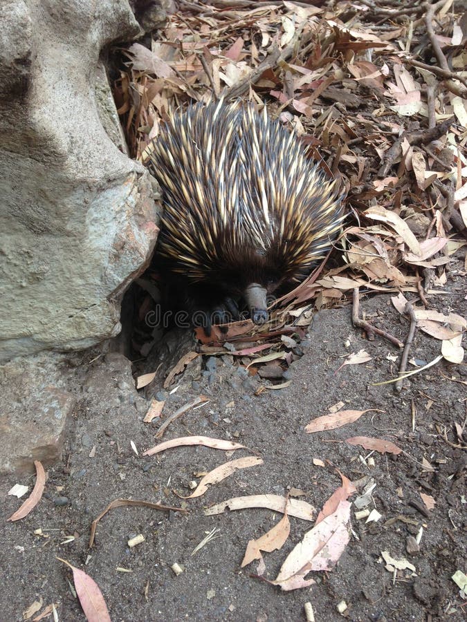 Beautiful Small Echidna Stock Photos - Free & Royalty-Free Stock Photos ...