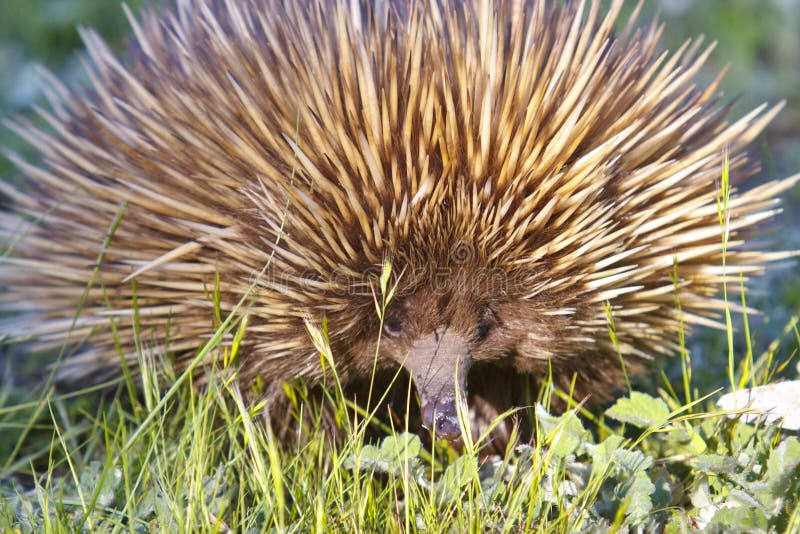 Echidna stock image. Image of echidna, armour, feet, mammal - 20668343