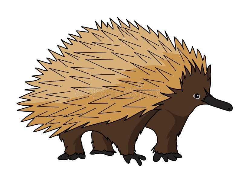 Echidna Illustration, Drawing, Engraving, Ink, Line Art, Vector Stock ...