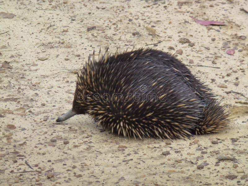 Echidna on Red Sand in Outback Australia Stock Image - Image of slow ...