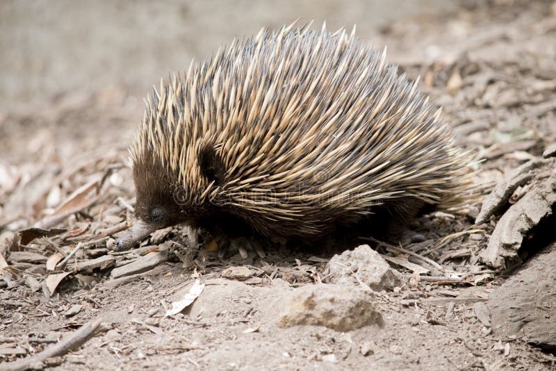 The Echidna is Walking Looking for Food Stock Image - Image of quill ...