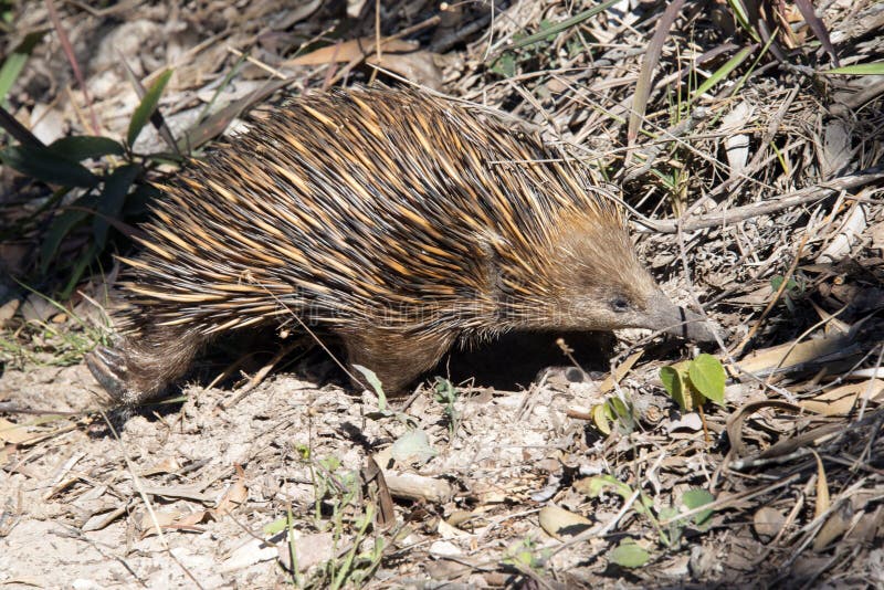 Echidne (Tachyglossus-aculeatus) in Australië Stock Foto - Image of ...