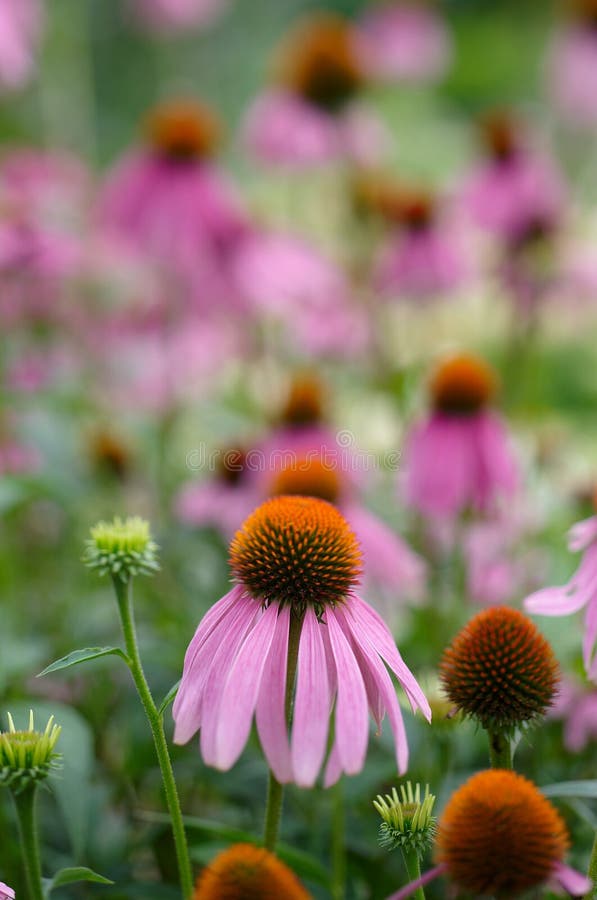 Purple Coneflower, Echinacea Purpurea Stock Image - Image of flora ...