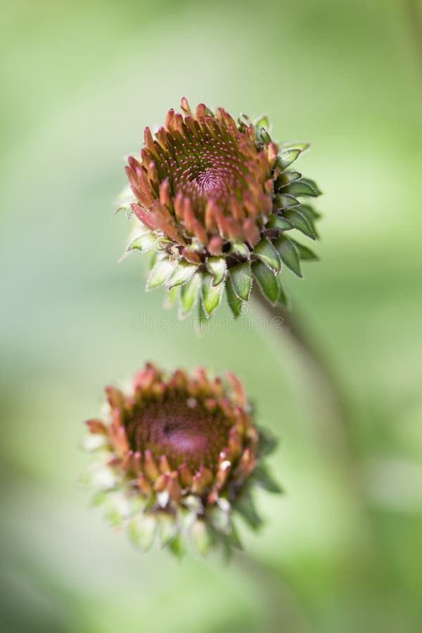 Echinacea buds stock photo. Image of herbal, bokeh, coneflower - 32662836