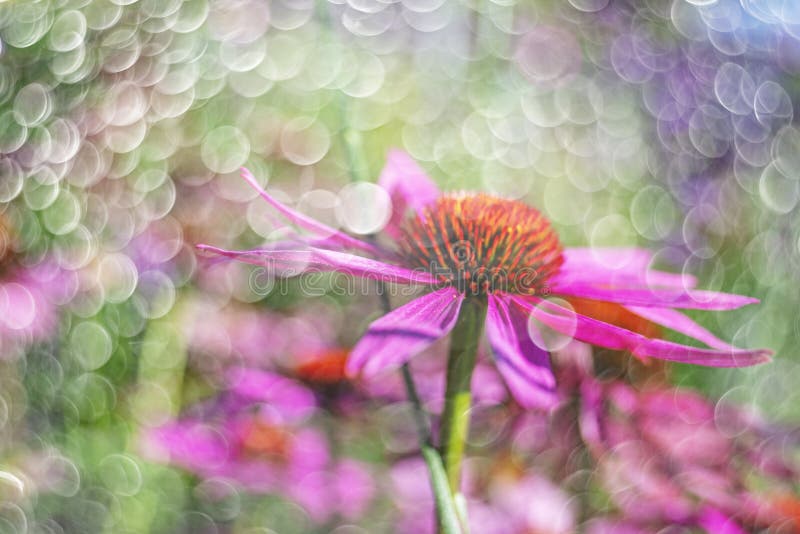 Echinacea - Coneflower Close Up in the Garden Stock Photo - Image of ...