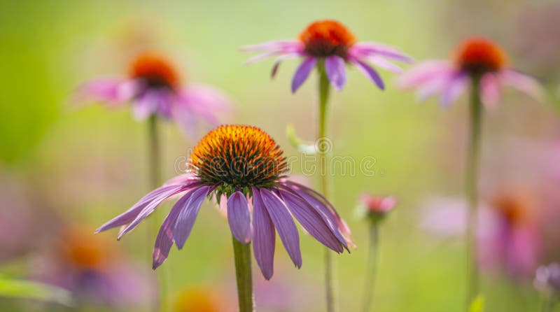 Echinacea - Coneflower Close Up in the Garden Stock Image - Image of ...