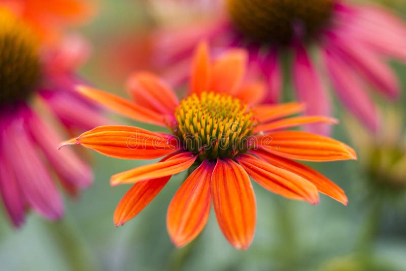 Echinacea - Coneflowers in the Garden Stock Image - Image of ...