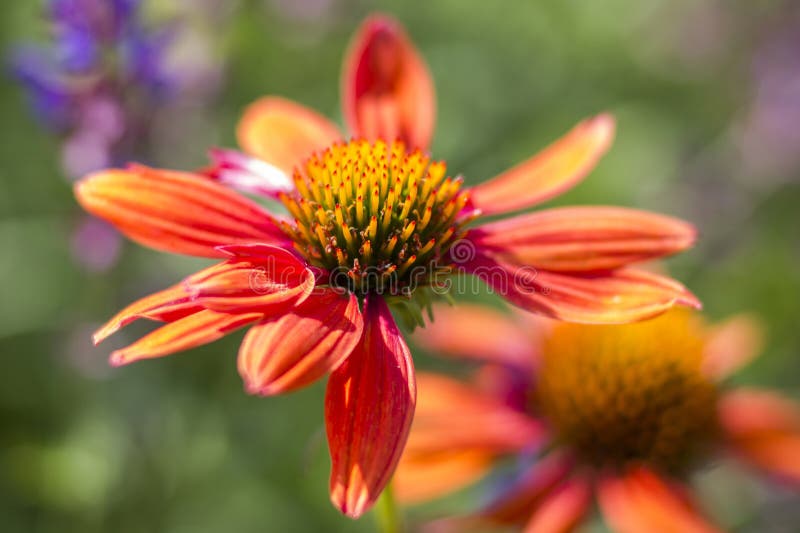 Echinacea - Coneflowers in the Garden Stock Photo - Image of plant ...