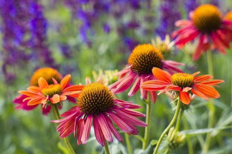 Echinacea - Coneflowers in the Garden Stock Image - Image of green ...