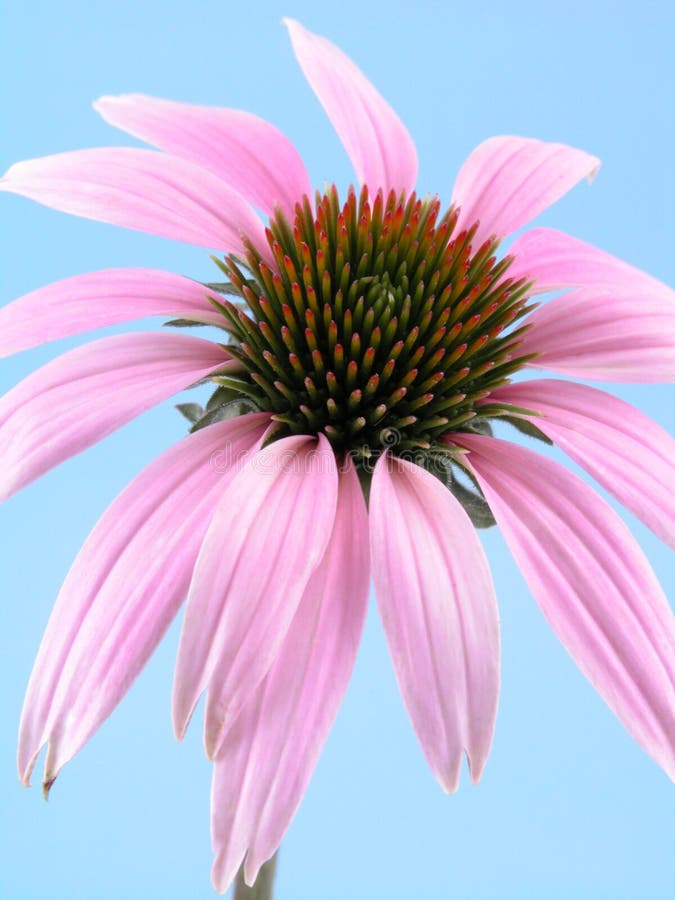 Echinacea flower stock photo. Image of medicine, purpurea - 1024960