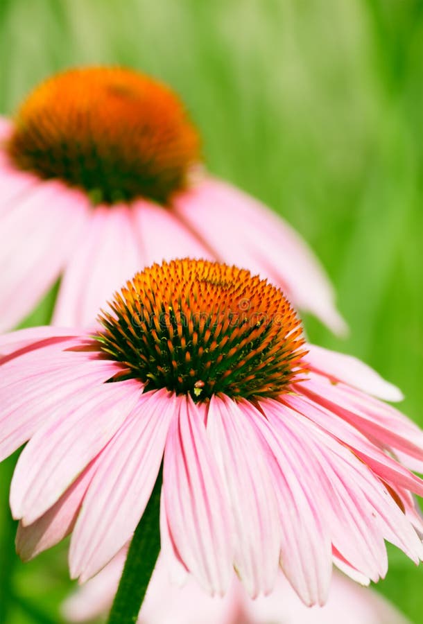 Echinacea Flower stock photo. Image of blossom, echinacea - 14777120