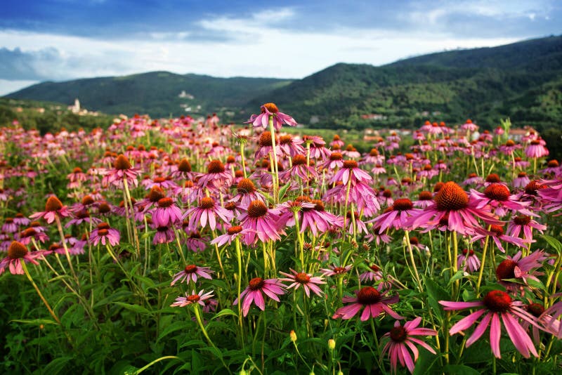 Echinacea capsules stock photo. Image of coneflower, leaves - 4556642