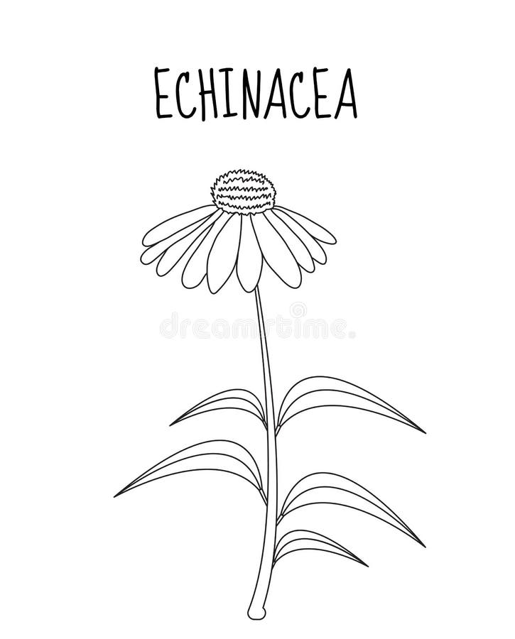 Echinacea Sketch Stock Illustrations – 864 Echinacea Sketch Stock ...