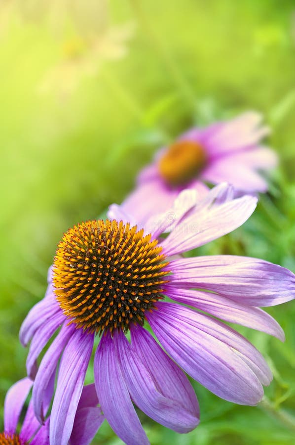 Echinacea in the Garden with Butterflies in Spring Stock Image - Image ...