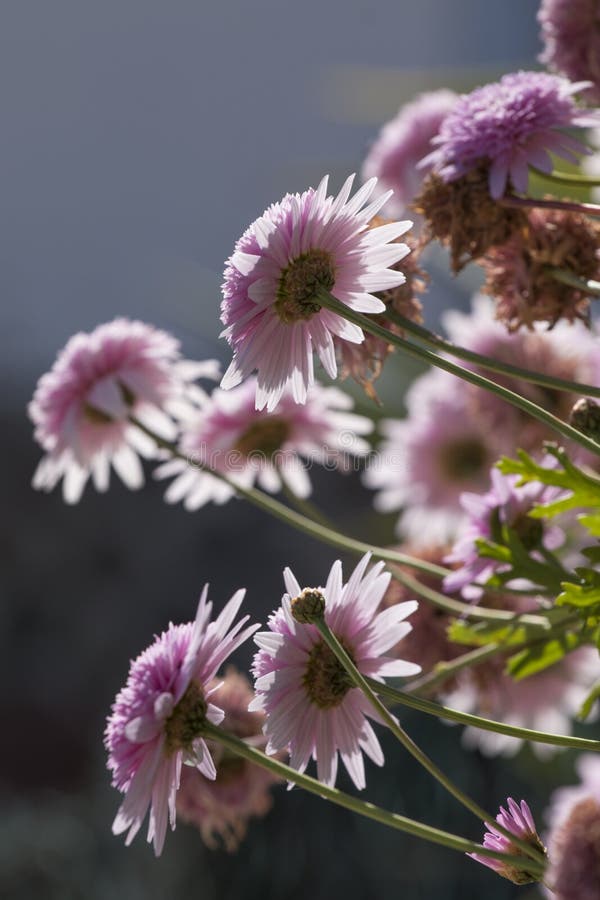 Echinacea Pink Double Delight Flower Stock Image - Image of shrub ...