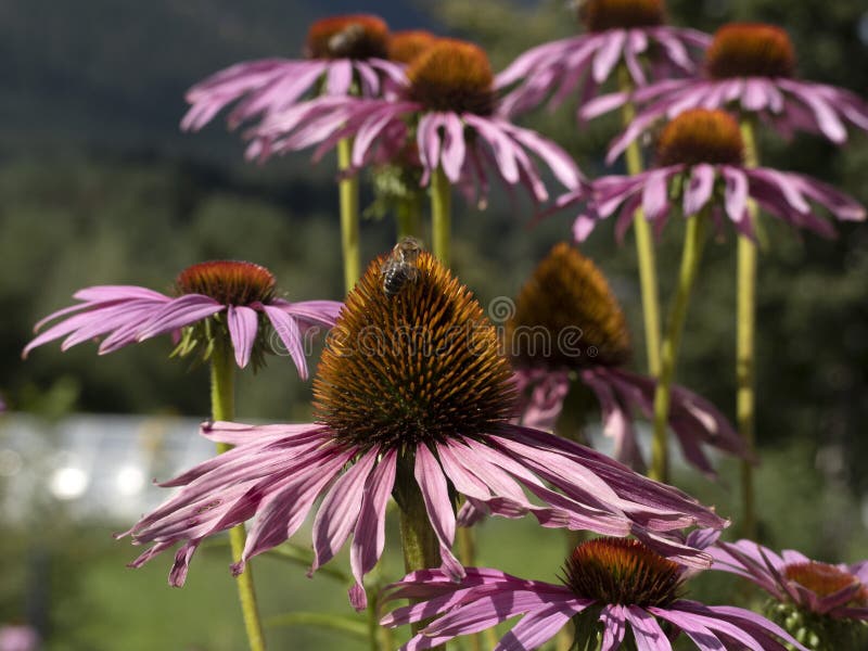 Echinacea Plant Flower Close Up Stock Photo - Image of pink, bloom ...
