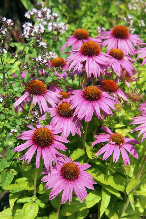 Echinacea Purpurea. Flower Plant Commonly Known As Coneflower Stock ...