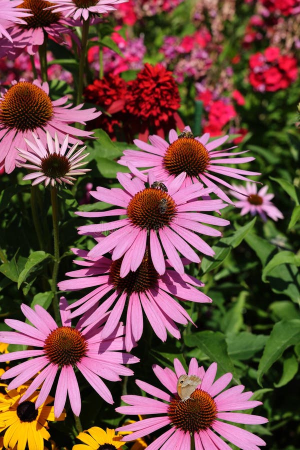 Echinacea Purpurea or Purple Coneflower in Garden. Stock Photo - Image ...