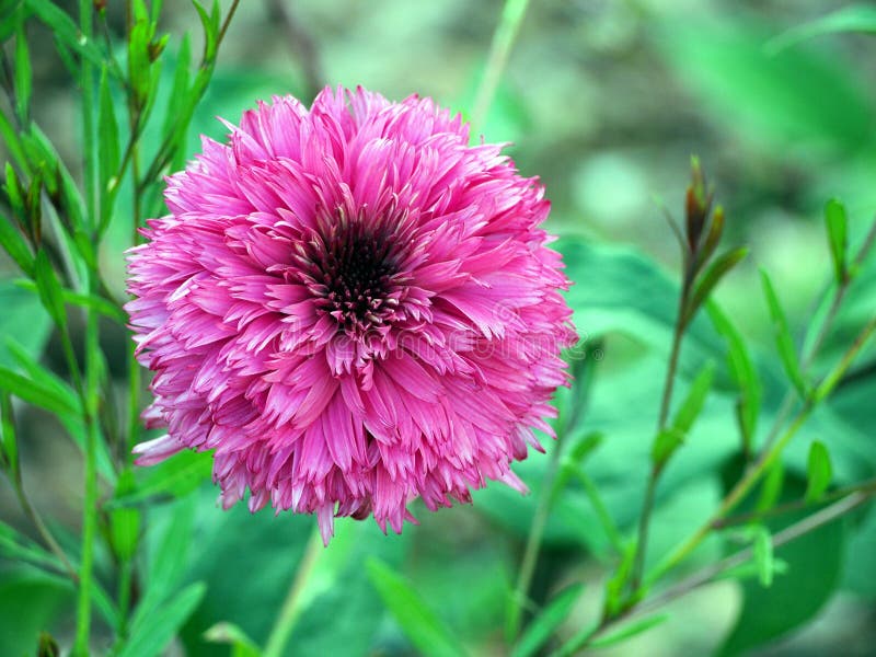 Echinacea Raspberry Truffle Stock Photo - Image of garden, flora: 64545320