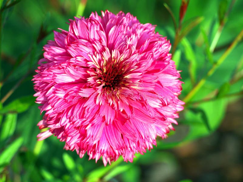 Echinacea Raspberry Truffle Stock Image - Image of garden, gaura: 64545351