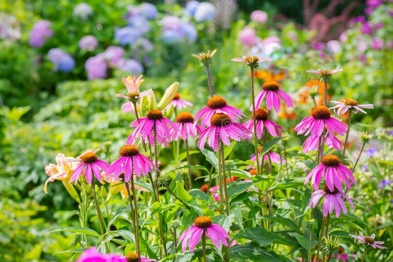 Echinacea in the Garden stock image. Image of beauty - 175557179
