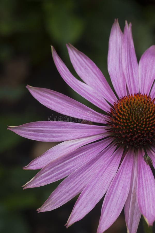 Echinea purpurea stock image. Image of flowers, purpurea - 60540807