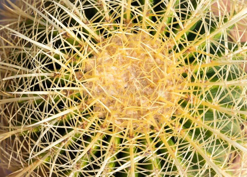Echinocactus Grusonii Golden Barrel Cactus Top View Closeup Stock Image ...