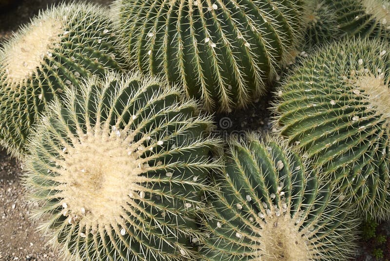 Thony Plants Stock Photos - Free & Royalty-Free Stock Photos from ...